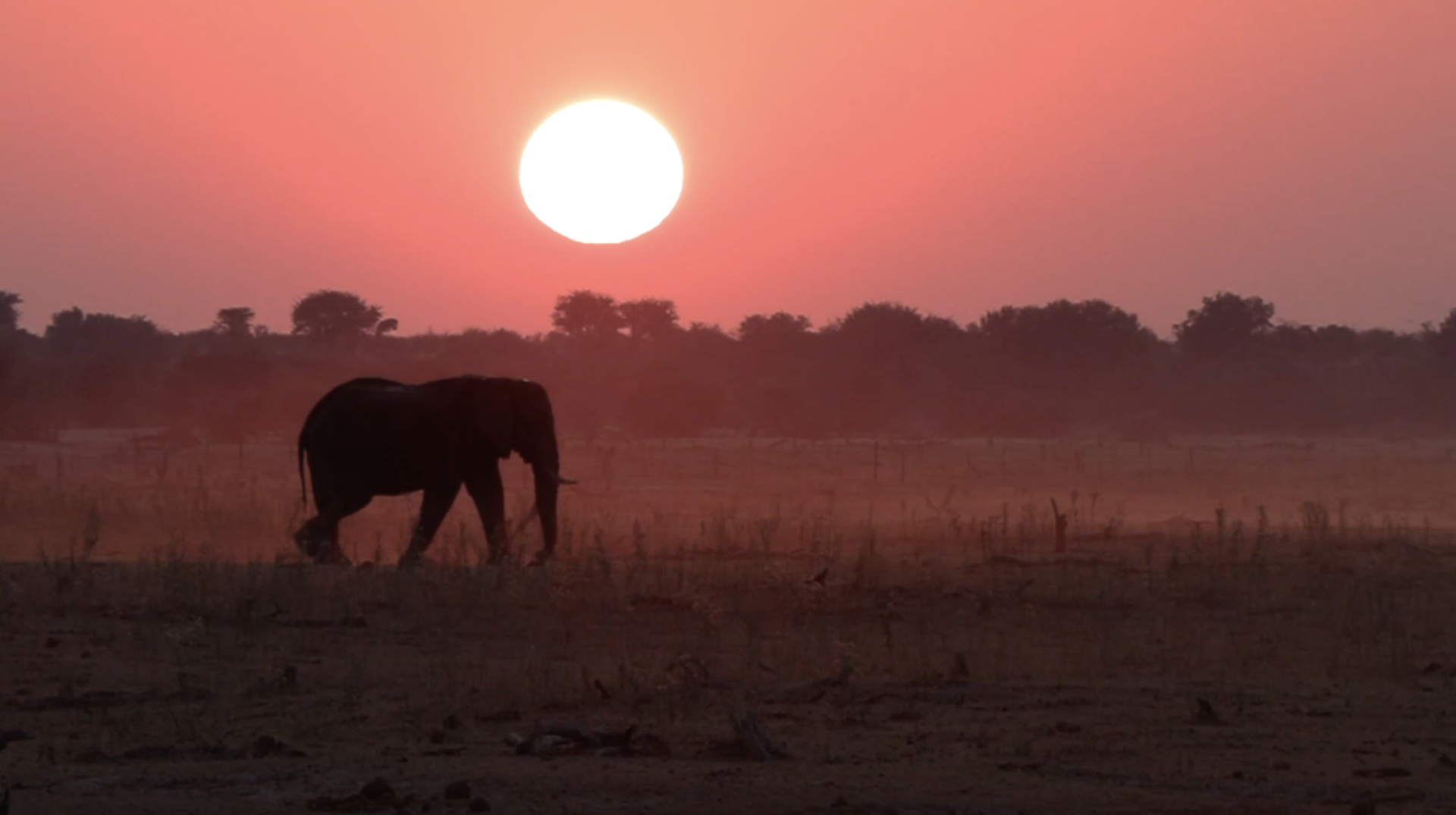 The Oil Kingmaker - New Lines Magazine