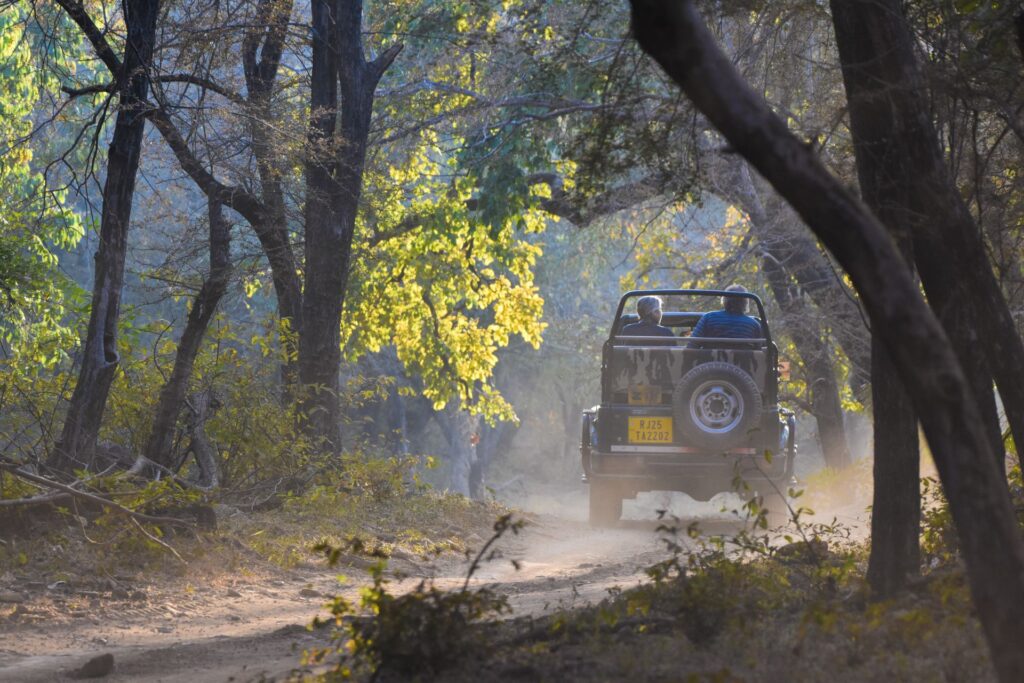 How the Tiger Became an Indian National Symbol - New Lines Magazine